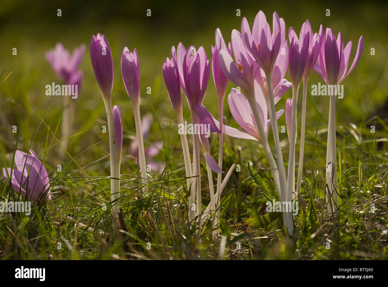 Meadow saffron hi-res stock photography and images - Alamy
