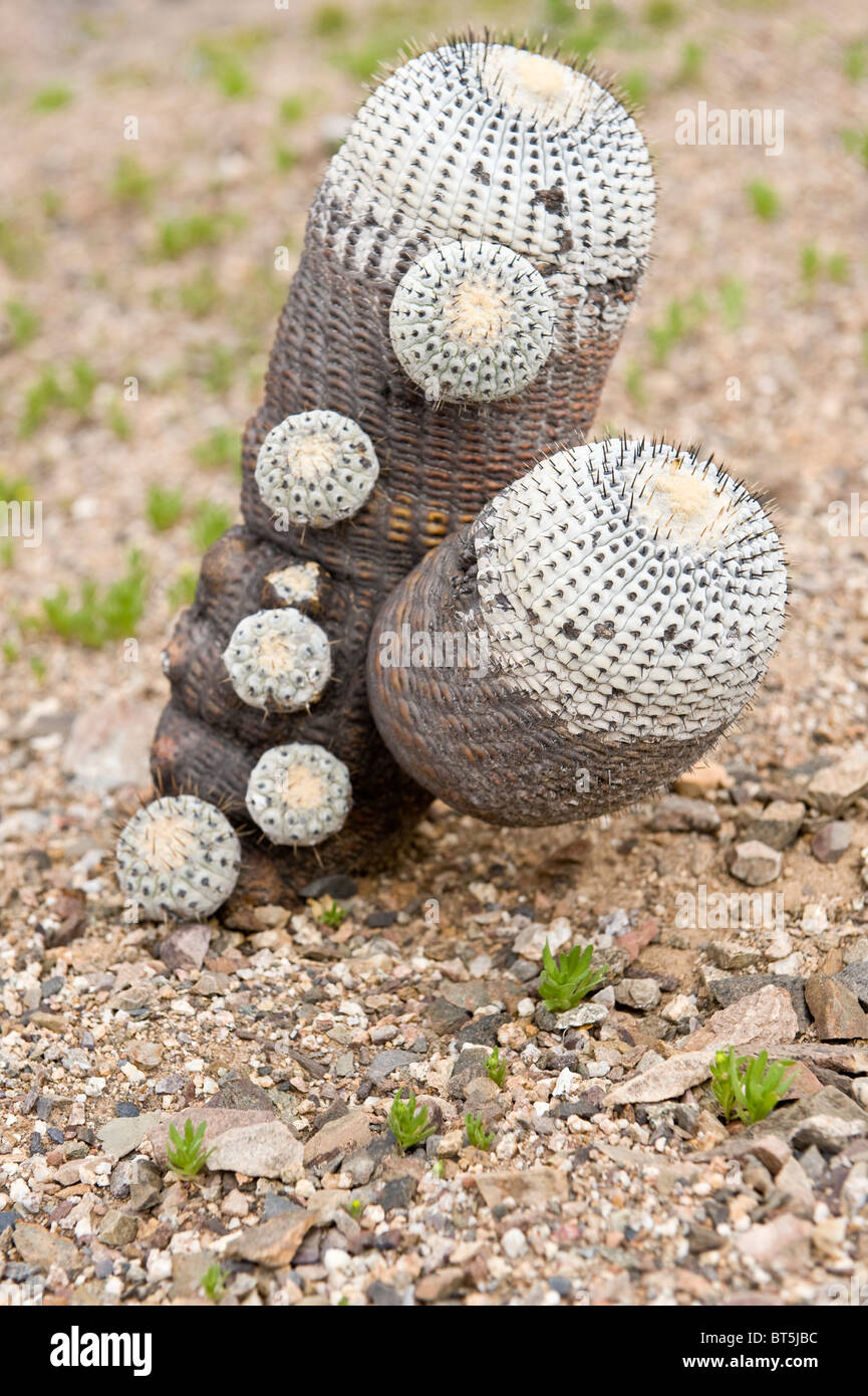 Copiapoa de Philippi (Copiapoa cinerea) Parque National Pan de Azucar ...