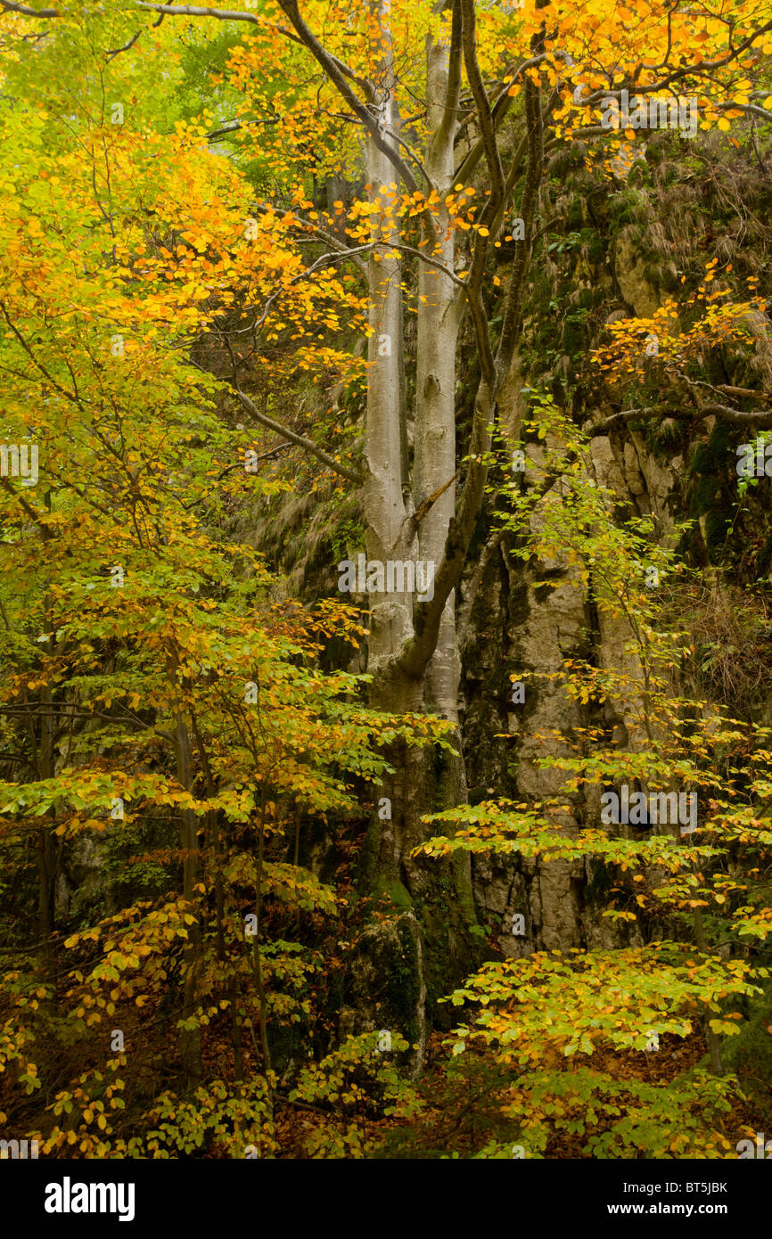 Fall Foliage Beech Tree High Resolution Stock Photography and Images ...