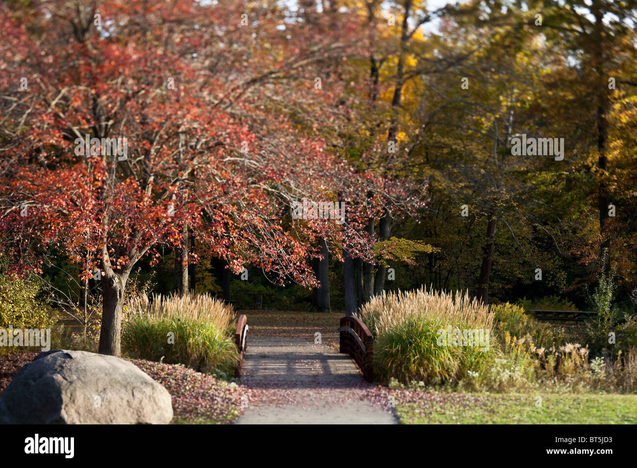 Path cutting thru colorful Autumn trees Stock Photo - Alamy