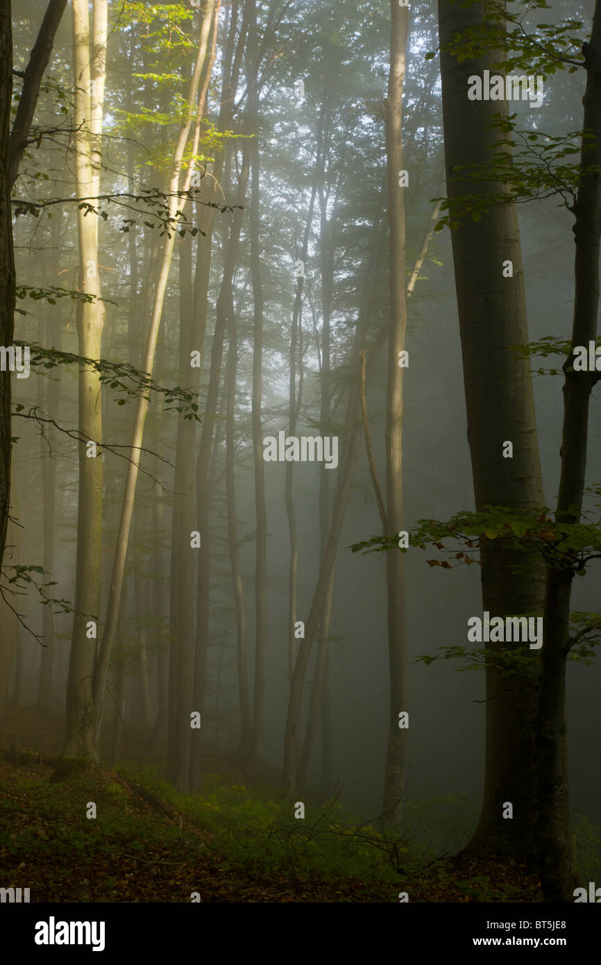 Mixed old beech and hornbeam forest in early morning mist at the Breite ...
