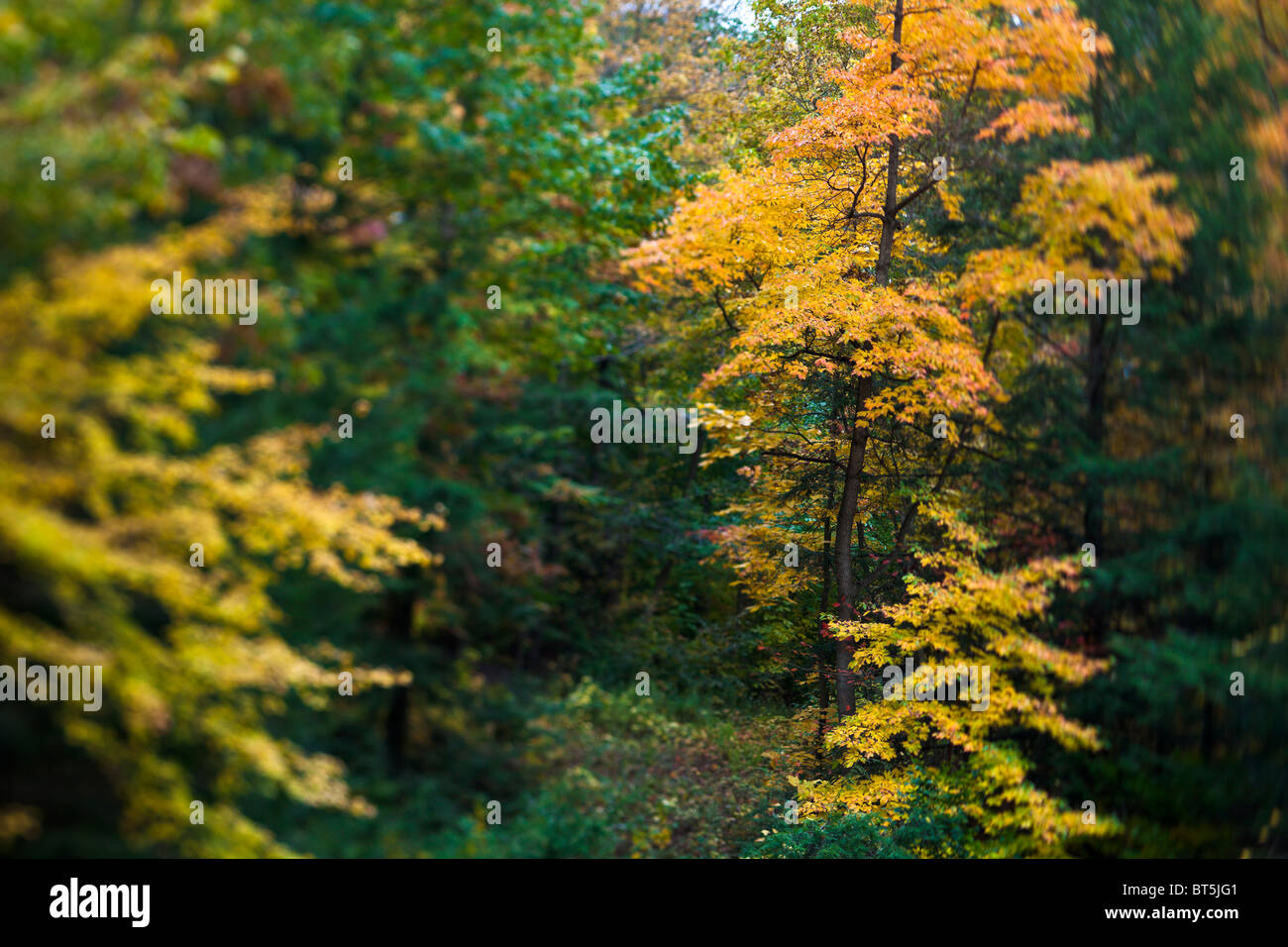 Colorful Autumn trees deep in forest Stock Photo - Alamy
