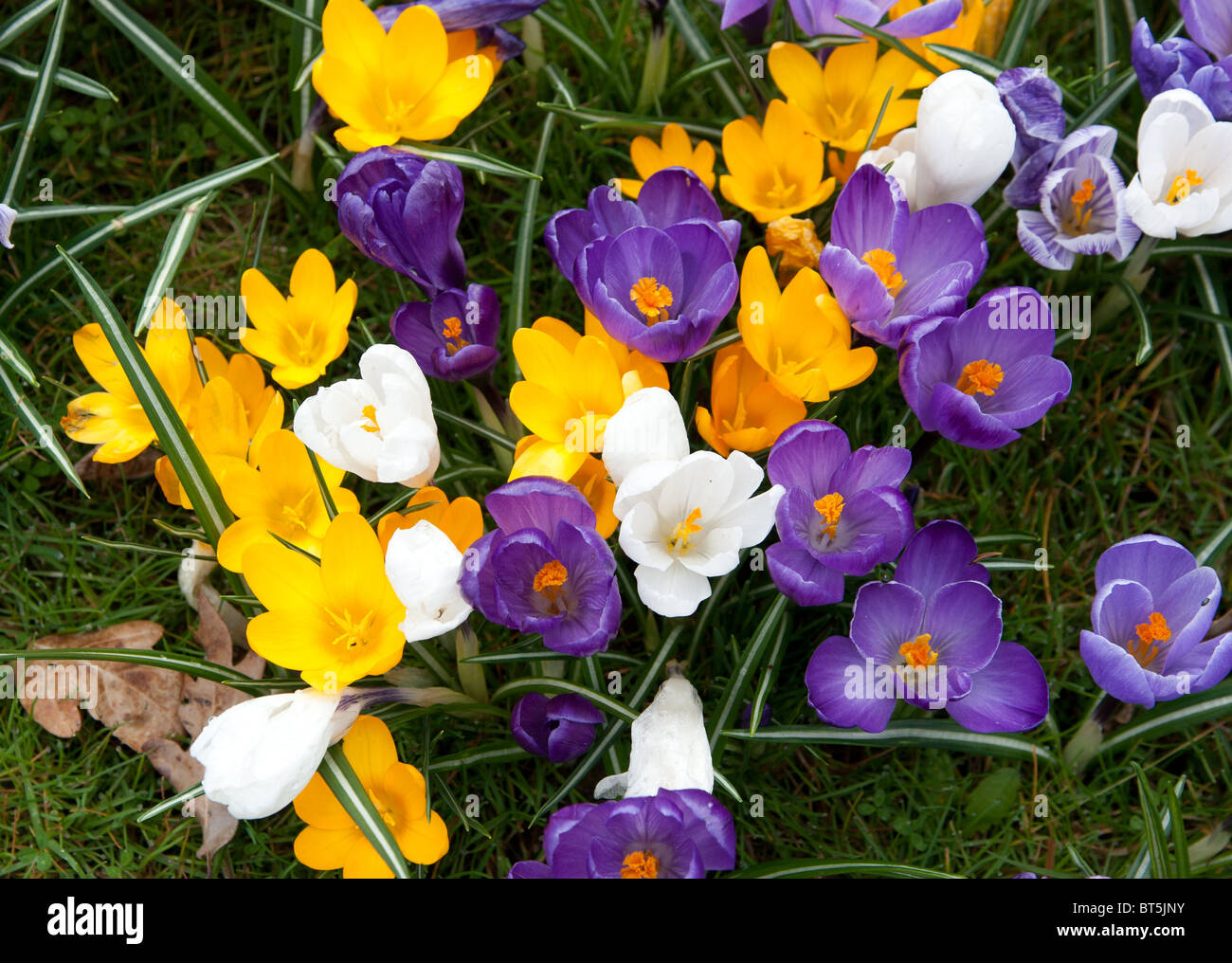Mixed colour crocuses Stock Photo - Alamy