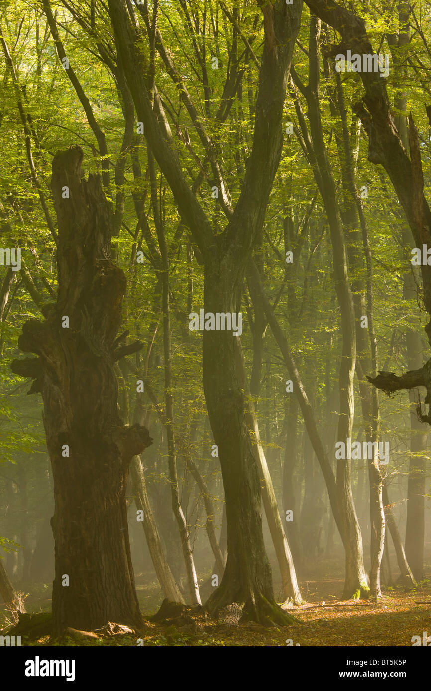 Hornbeam Fagus Sylvatica High Resolution Stock Photography and Images ...