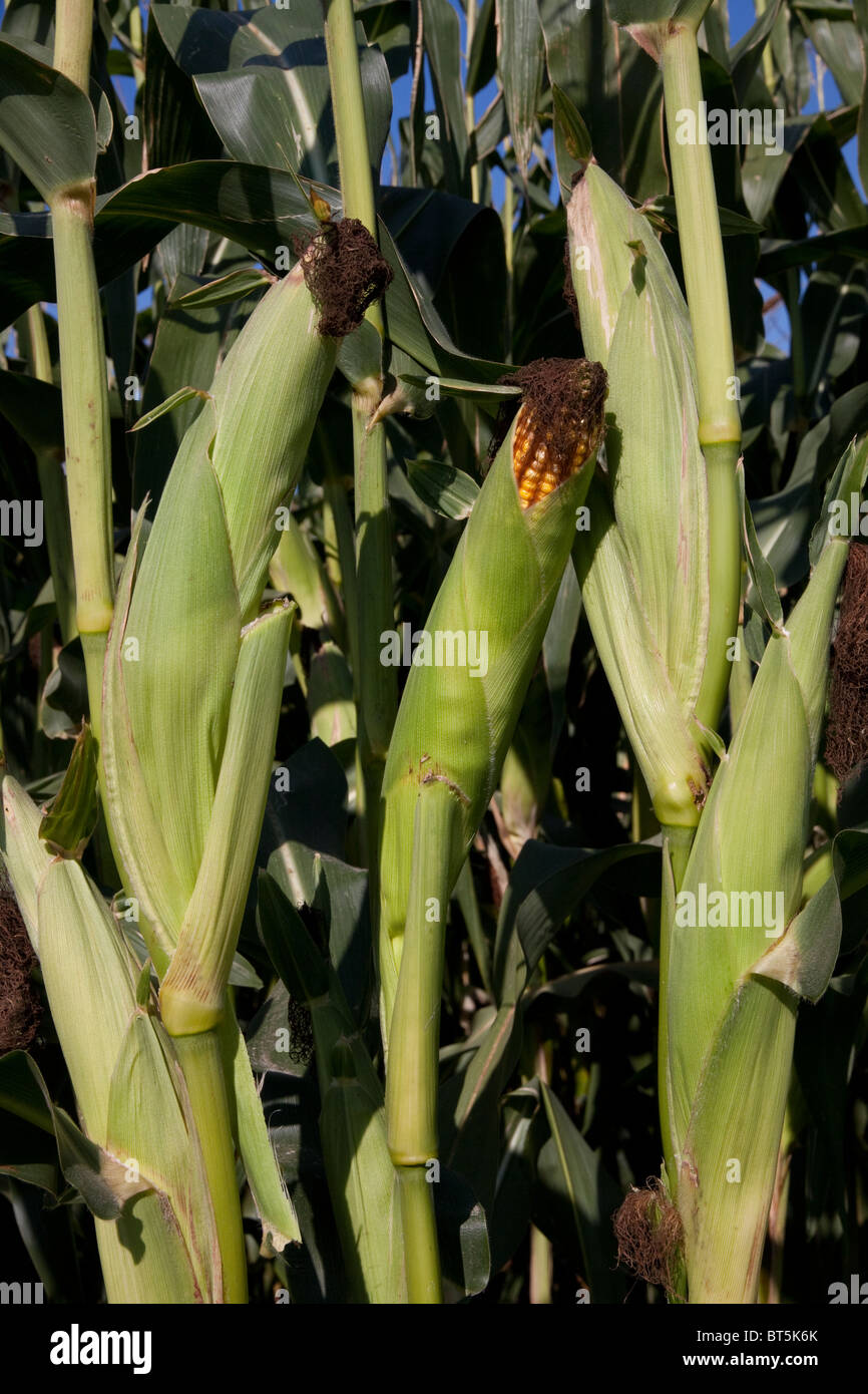 Ears of Field Corn Michigan USA Stock Photo - Alamy