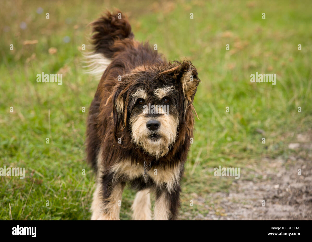 Guarding his sheep hi-res stock photography and images - Alamy