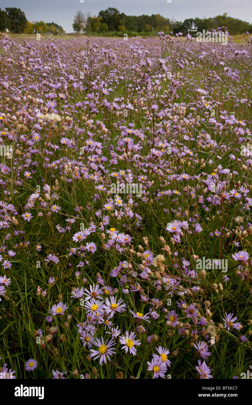 Pannonian Plain High Resolution Stock Photography and Images - Alamy