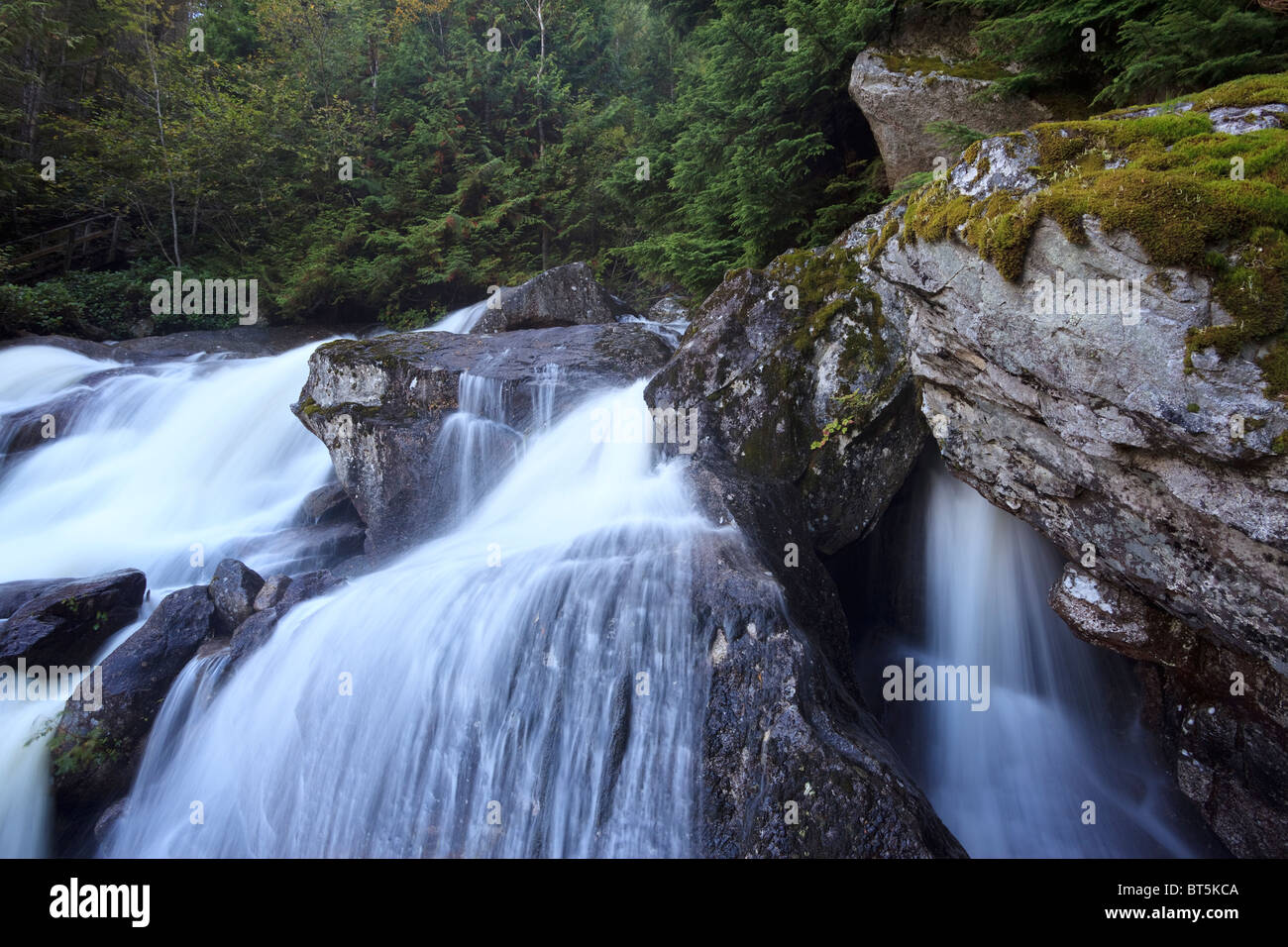 Cascading stream in a Canadian forest Stock Photo - Alamy