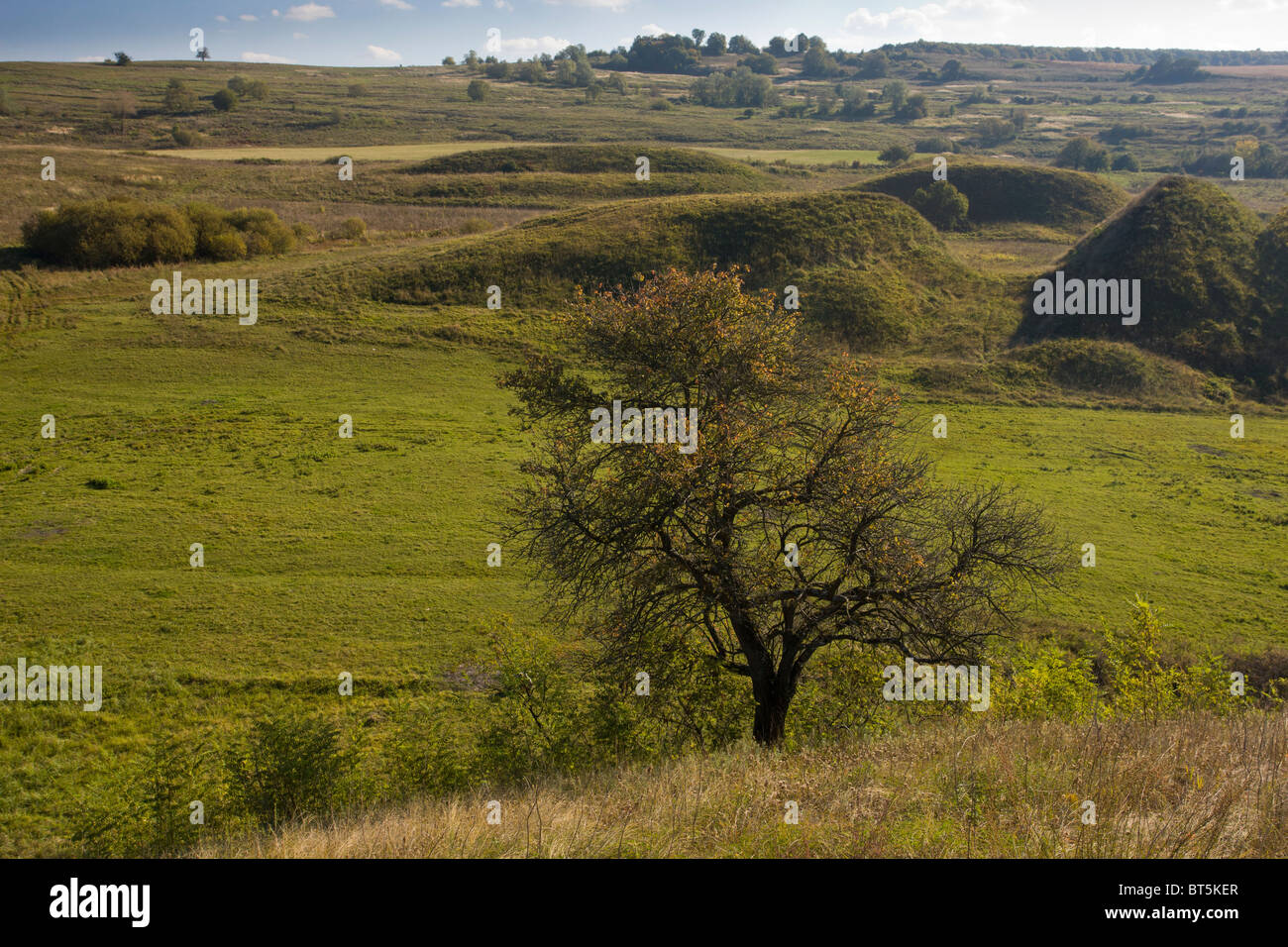 Lovely old pasture, with tumps, around the saxon village of Apold ...