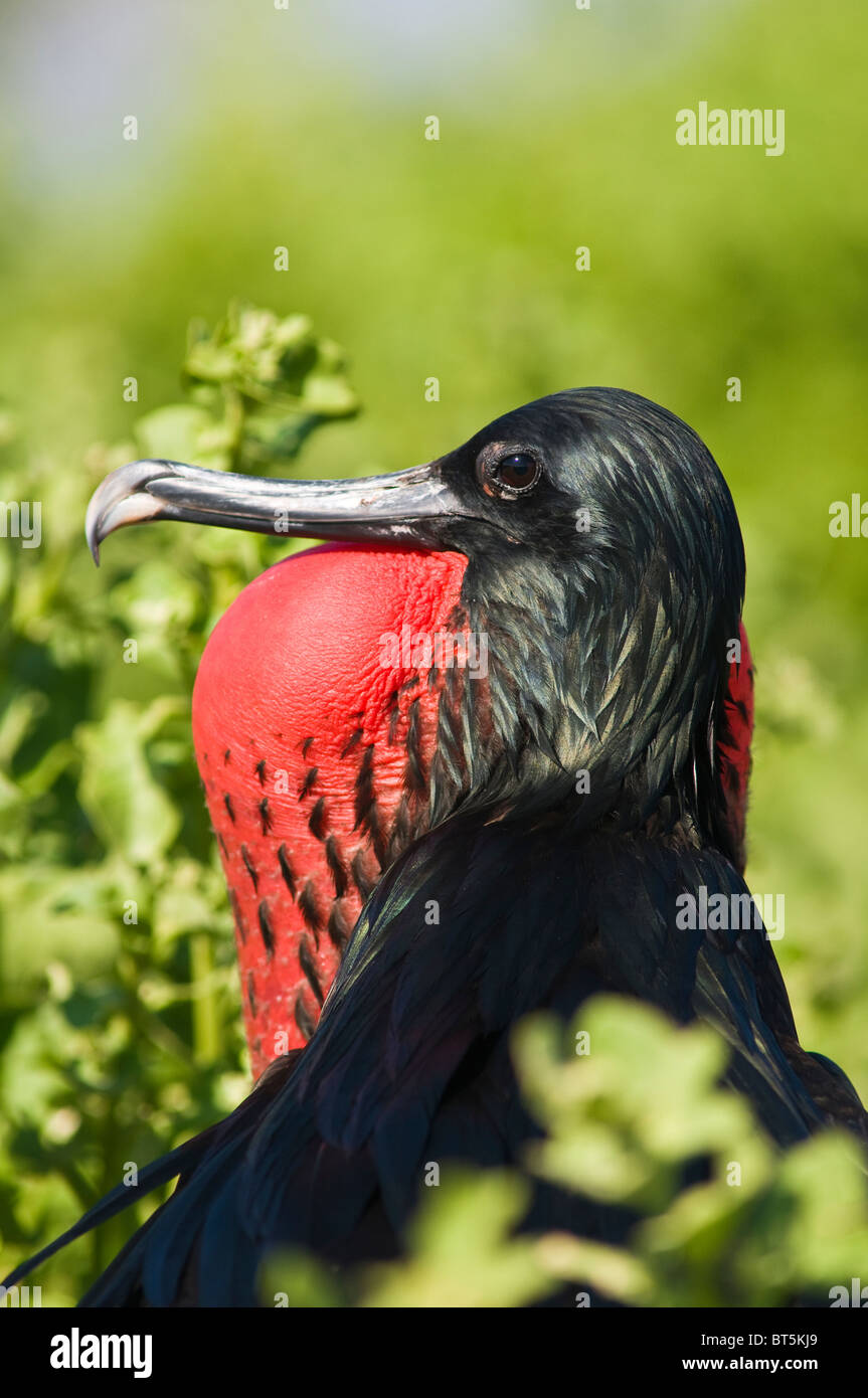 Magnificent frigatebird, (fregata magnificens) Isla Lobos, Isla San ...