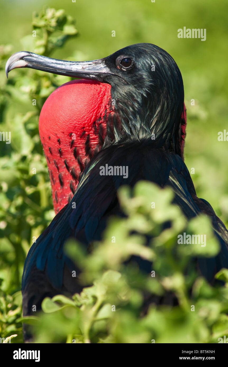 Magnificent frigatebird, (fregata magnificens) Isla Lobos, Isla San ...