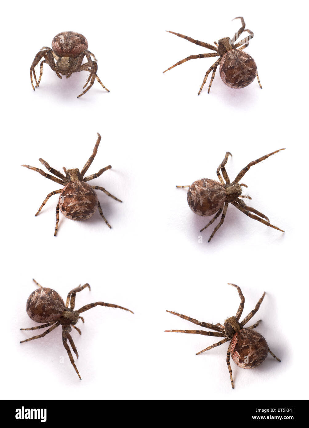 Six yellow spiders on a white background Stock Photo - Alamy