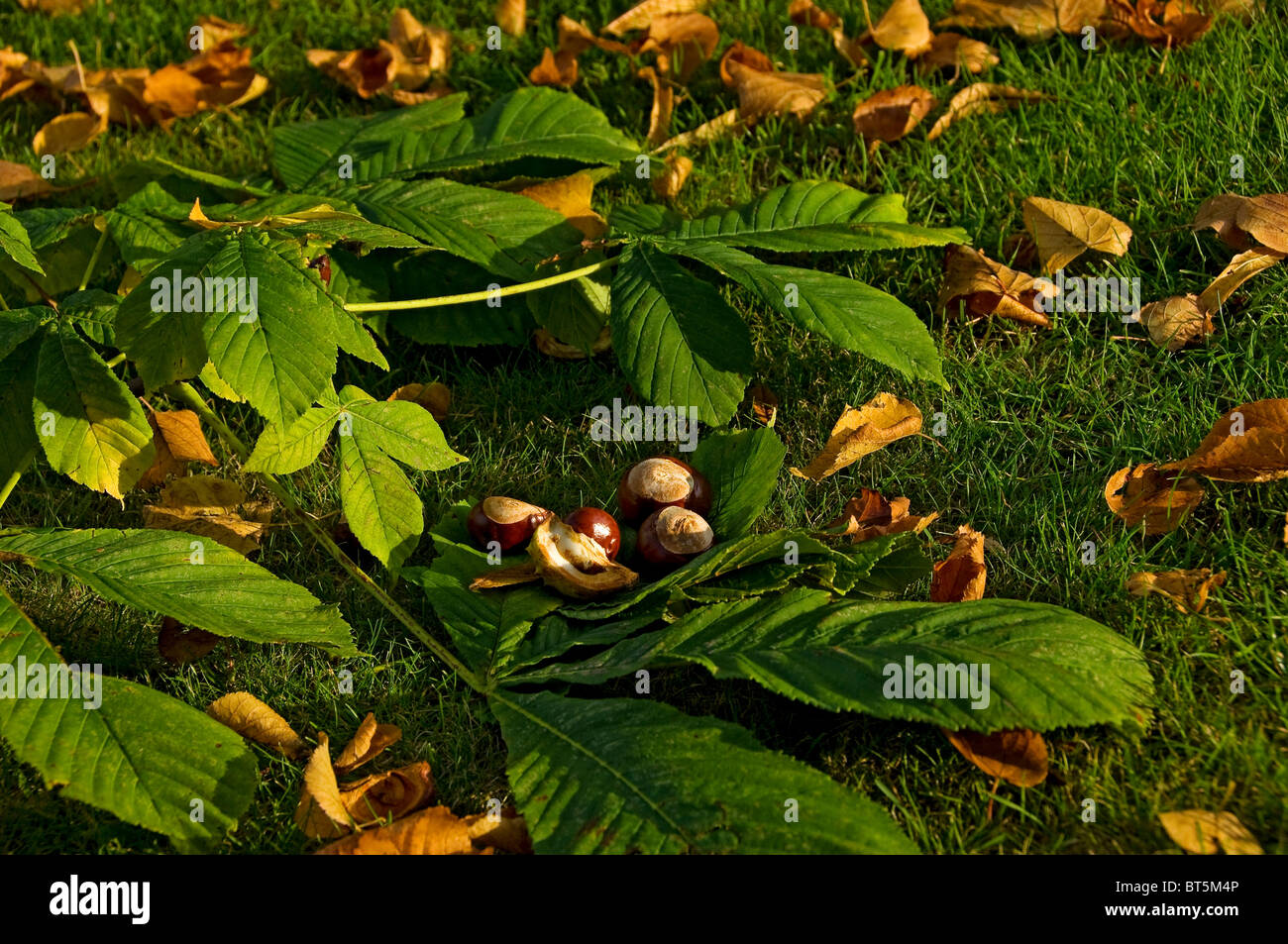 British trees hi-res stock photography and images - Alamy