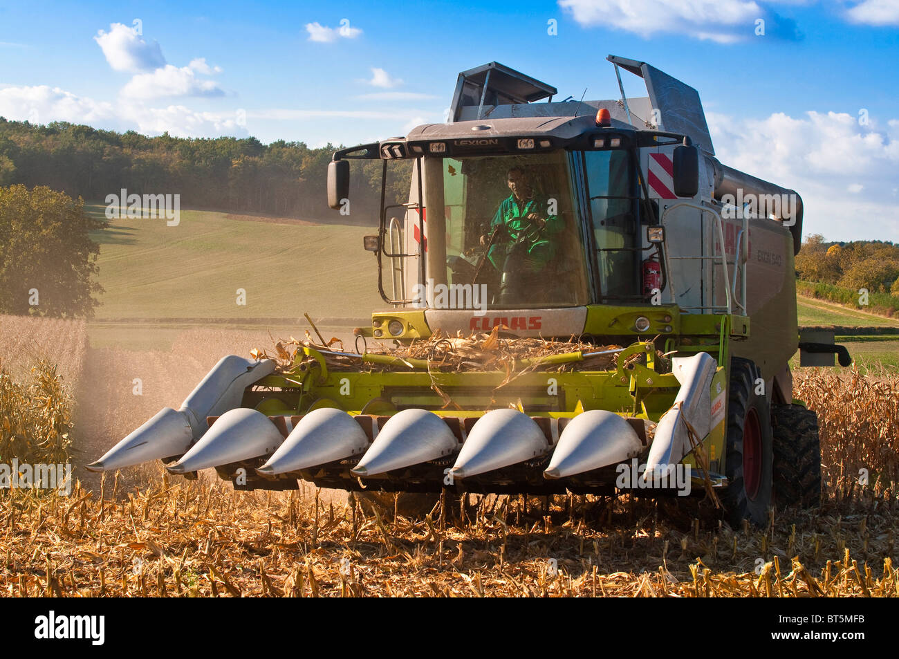 Claas Lexion 540 combine harvester harvesting Maize / Sweet Corn crop ...