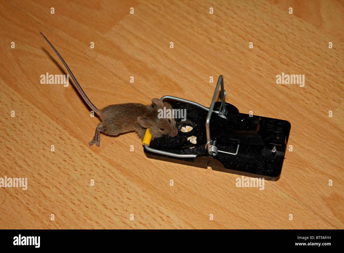 Trapped mouse hi-res stock photography and images - Alamy