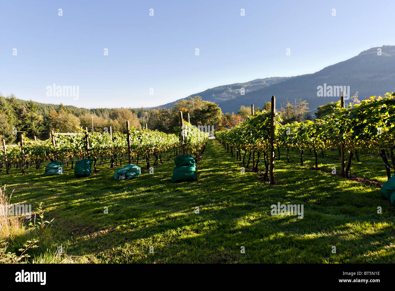 Vegetable farm, sonoma hi-res stock photography and images - Alamy