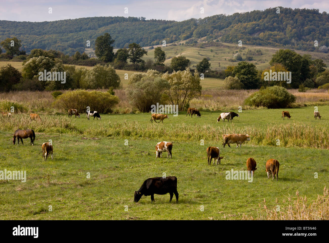 Communal herd of cattle from the saxon village of Viscri, grazing ...