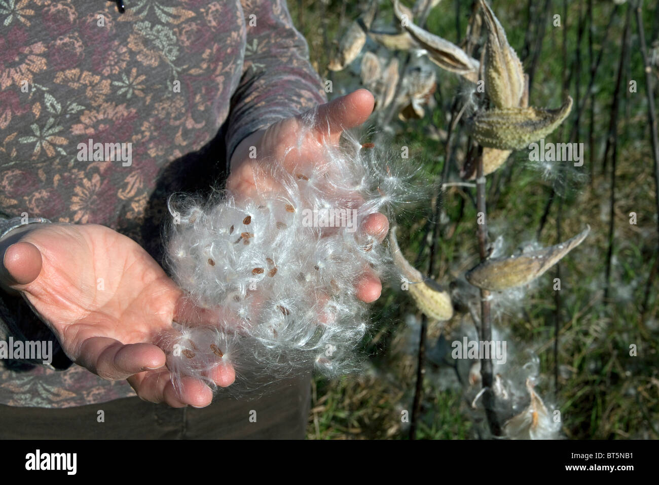 Common Milkweed Seeds USA Stock Photo - Alamy