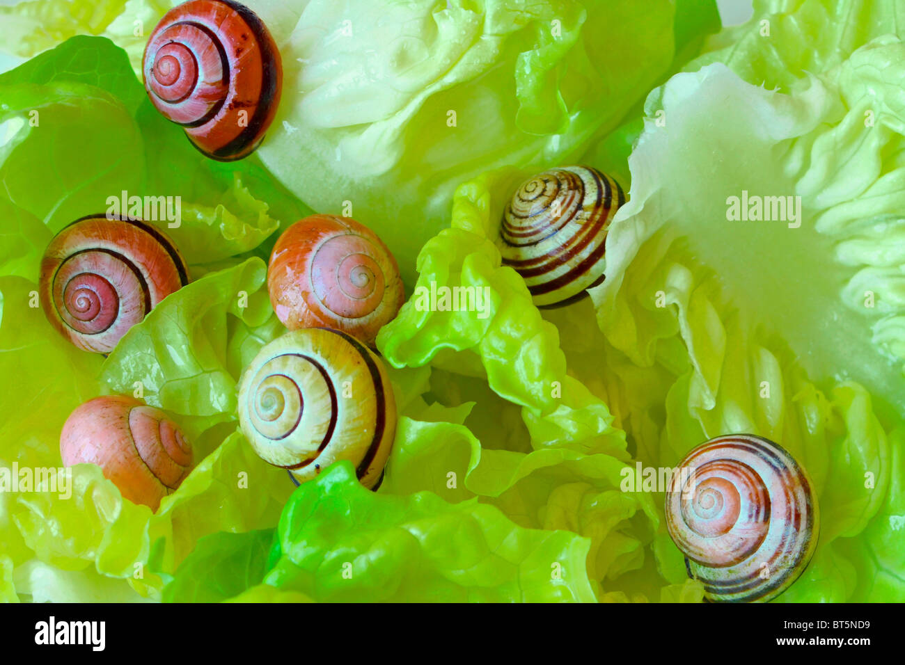 Snail shells on lettuce leaves hi-res stock photography and images - Alamy