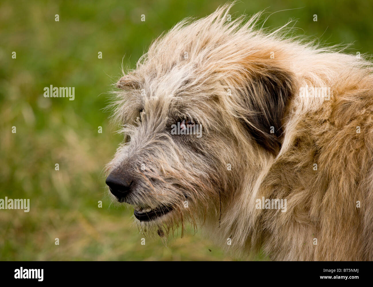 Sheep dog guarding sheep flock near saxon village of Soars ...