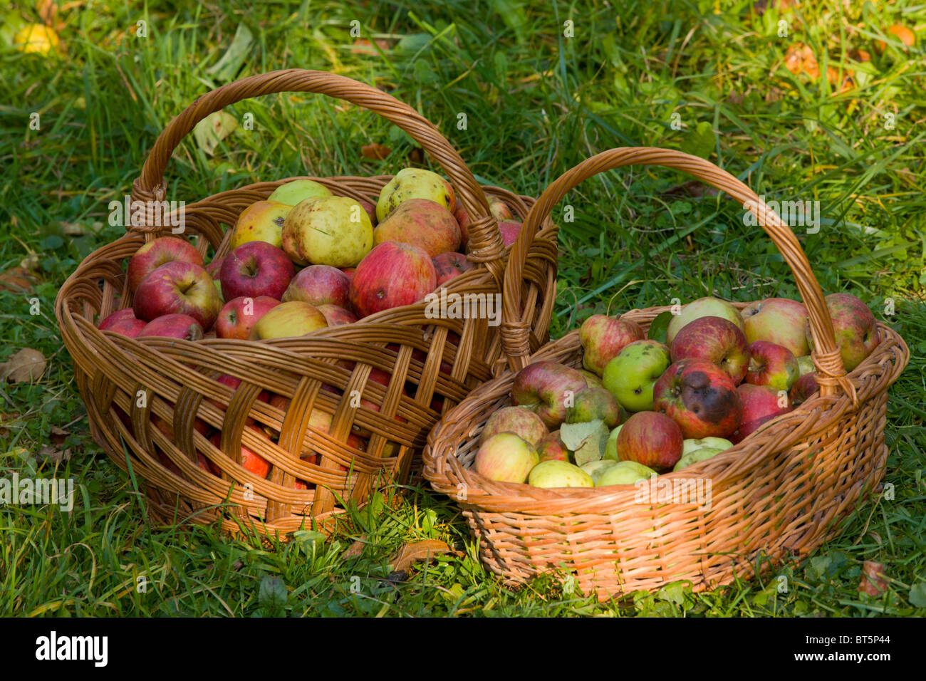 Apple-picking in orchard in the old saxon village of Viscri ...
