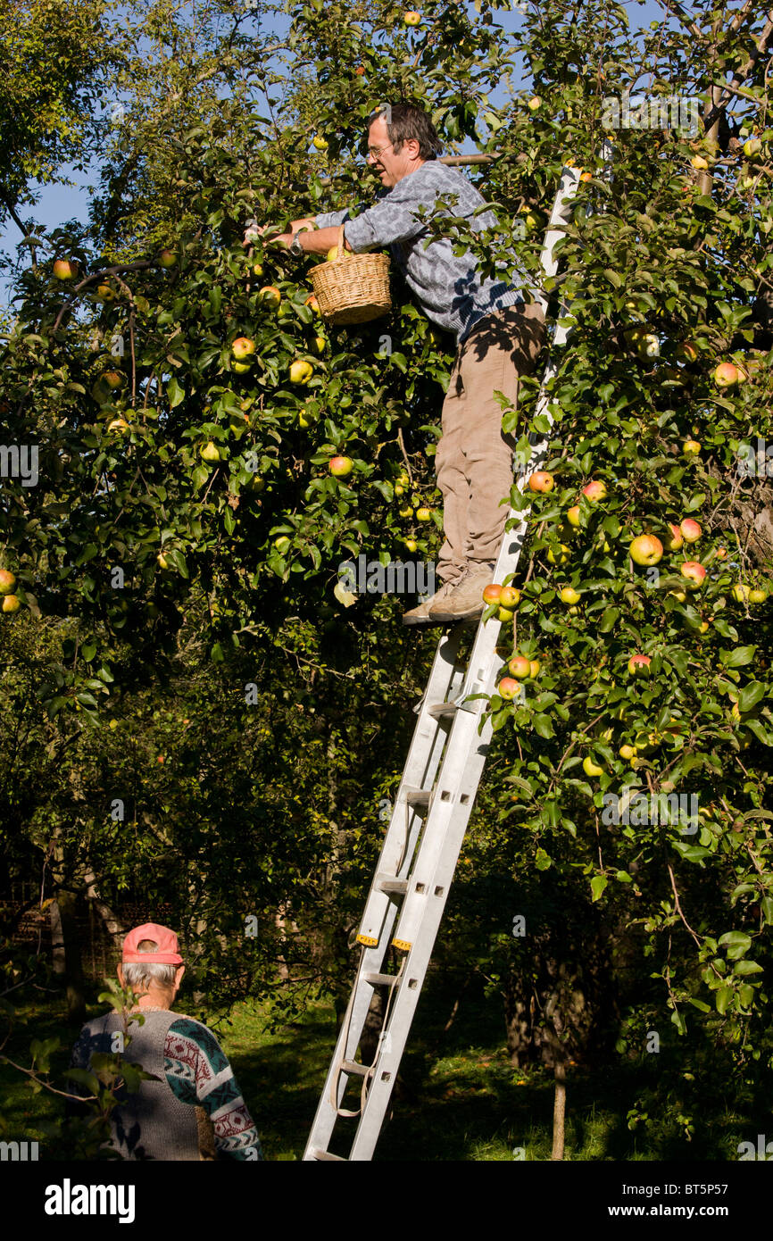 Apple-picking in orchard in the old saxon village of Viscri ...