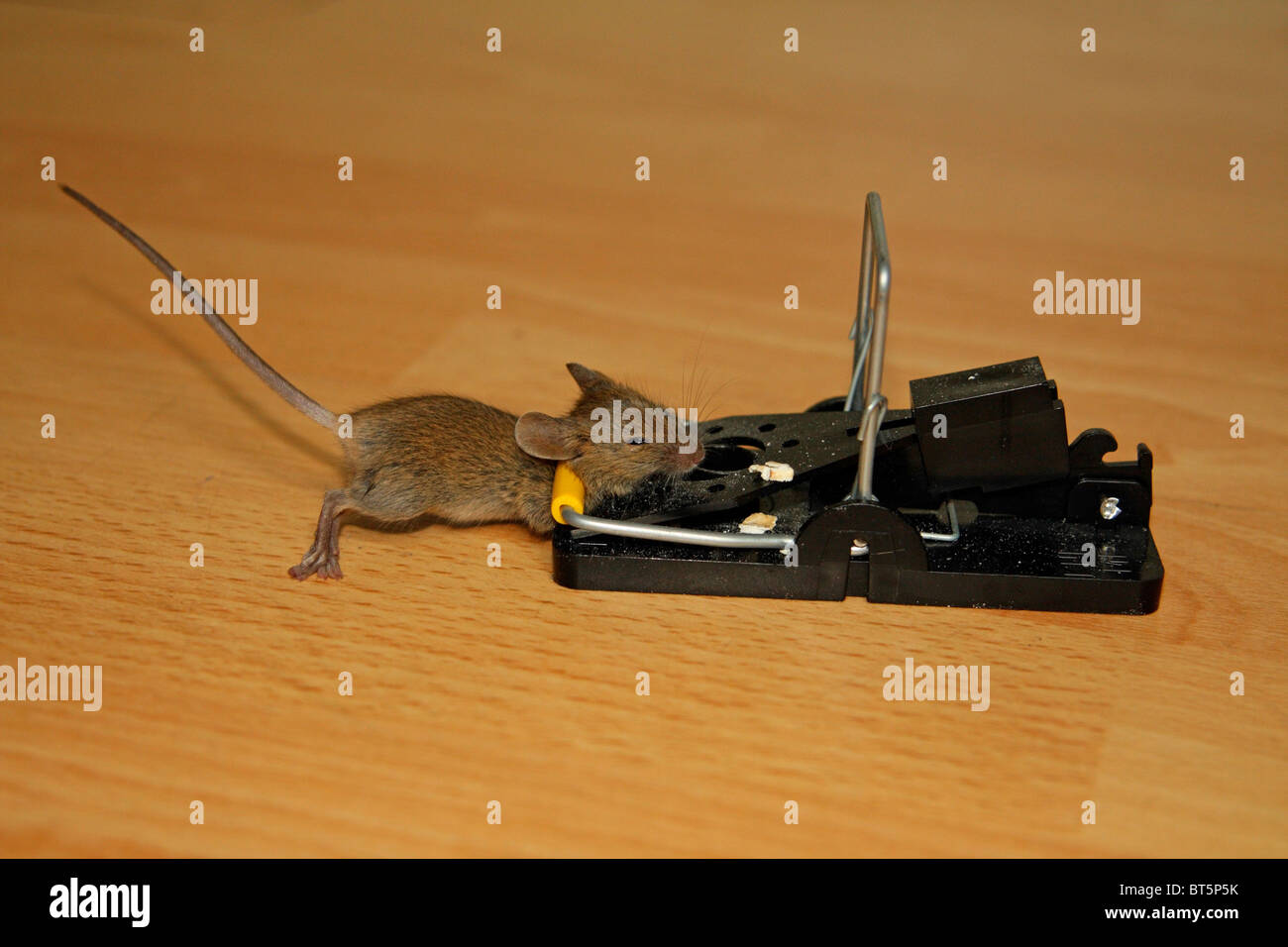 Death of mouse hi-res stock photography and images - Alamy