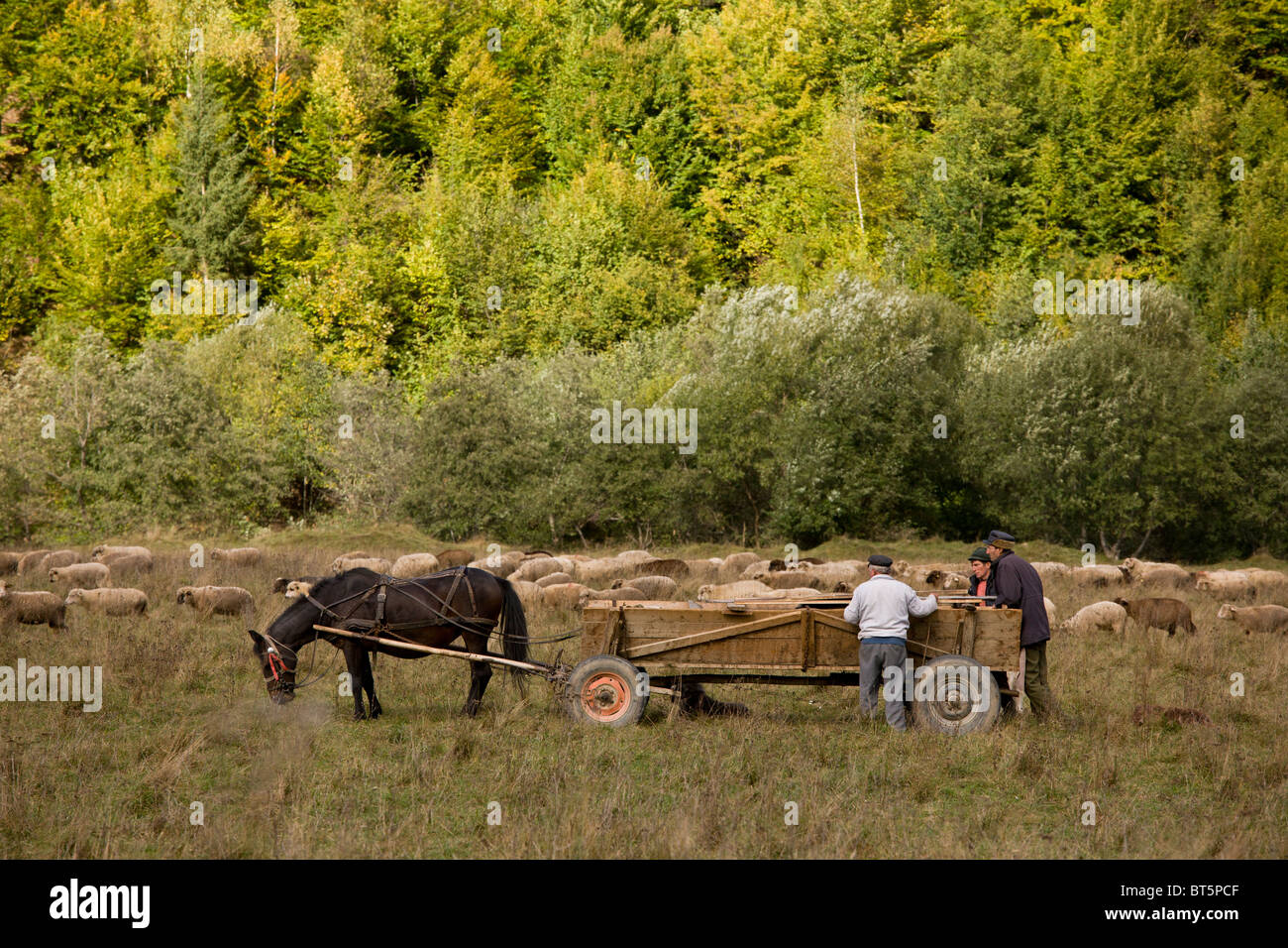Romania romanian horse cart hi-res stock photography and images - Alamy