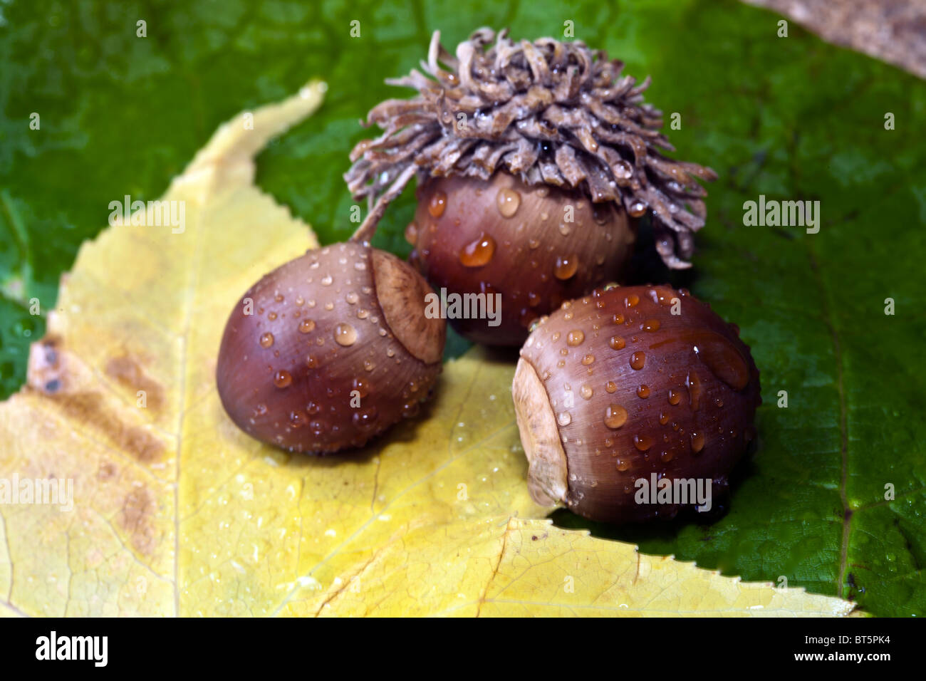 Acorns on maple leaf in studio setting with rock Stock Photo - Alamy