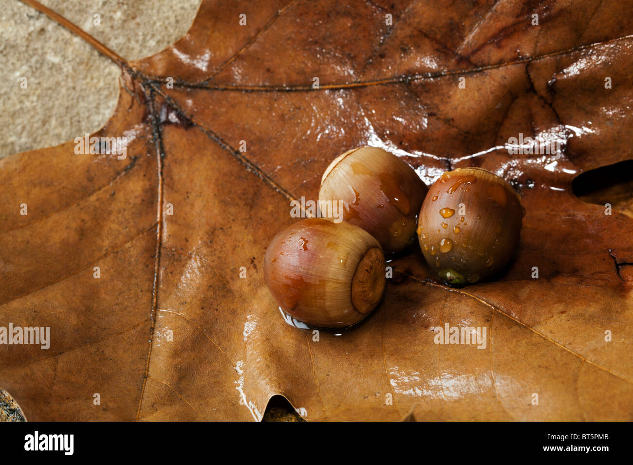 Acorns on maple leaf in studio setting with rock Stock Photo - Alamy