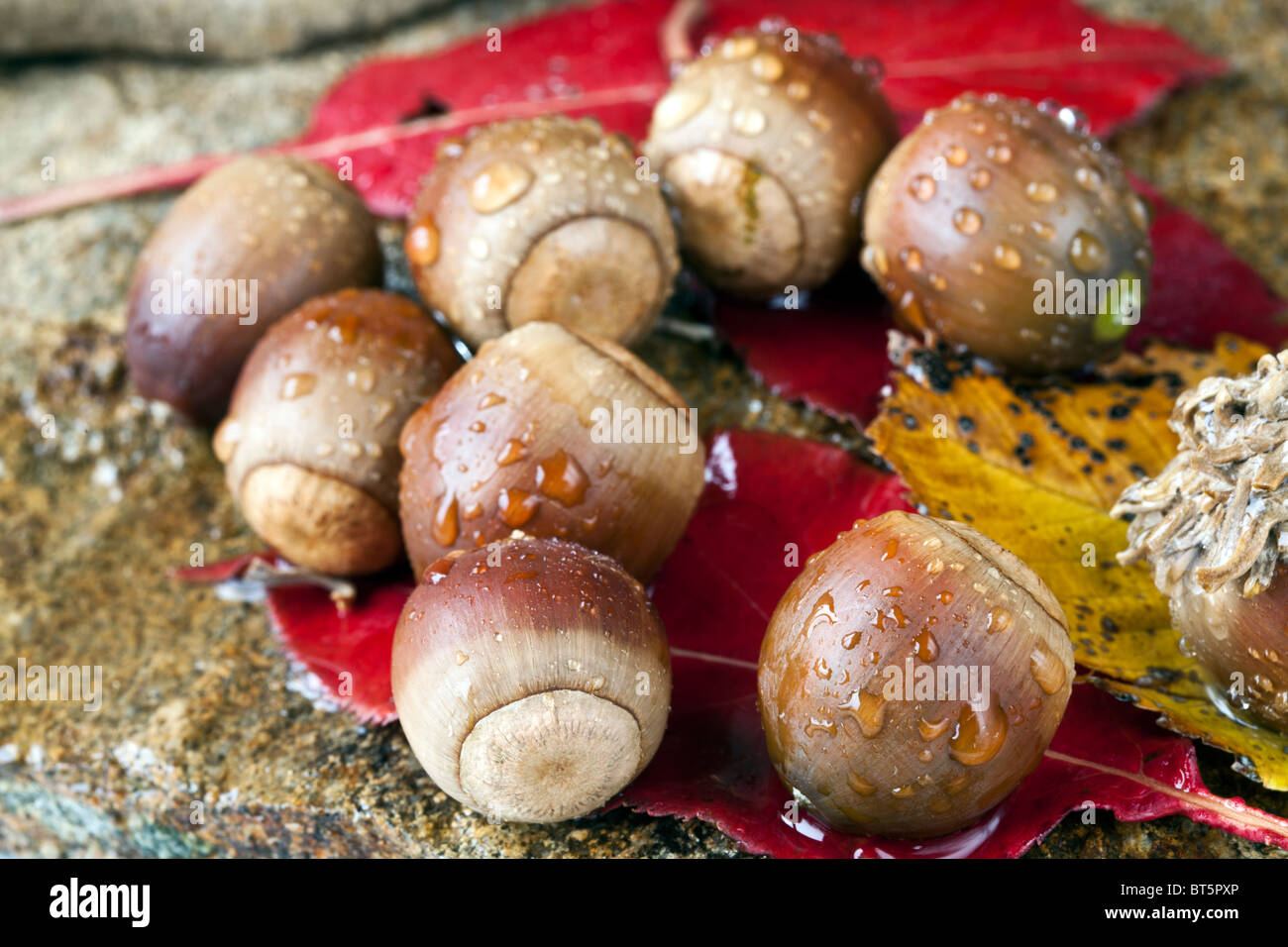 Acorns on maple leaf in studio setting with rock Stock Photo - Alamy