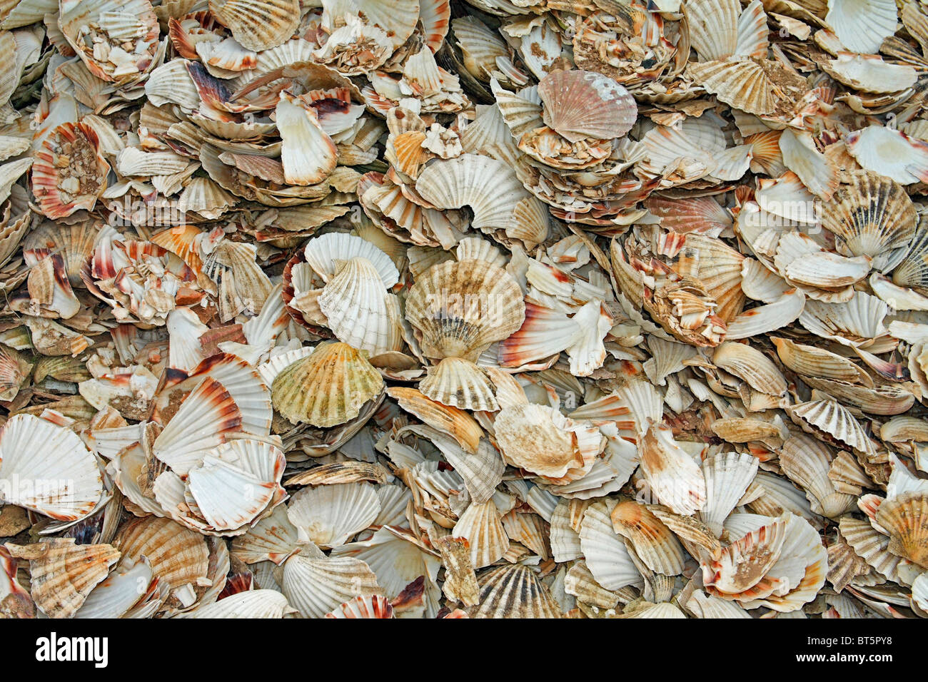 Pile of scallop shells Stock Photo - Alamy