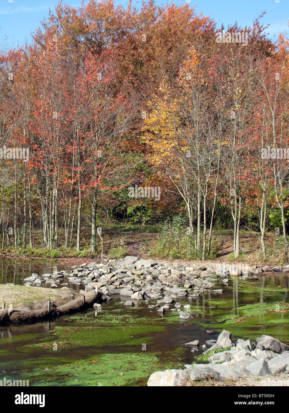 A beautiful nature preserve during the fall when the leaves are at ...