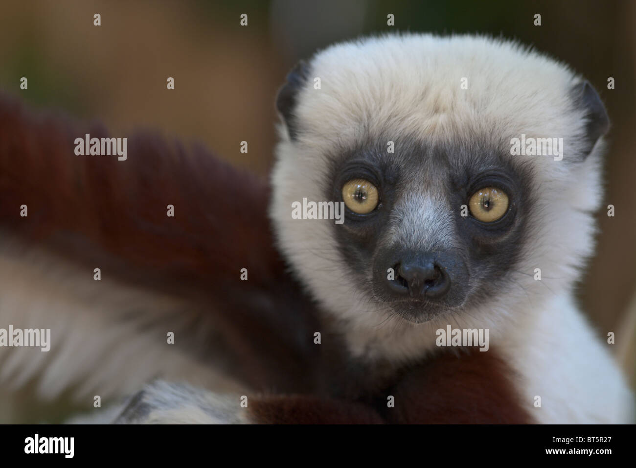 Coquerel's Sifaka lemur, Madagascar Stock Photo - Alamy