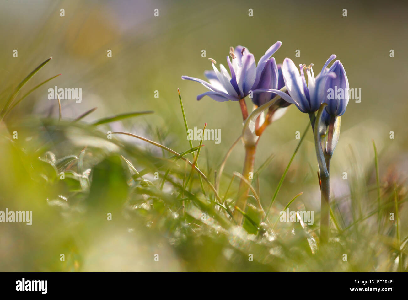 Spring Squill (Scilla verna) flowering on cliff-top grassland. The ...