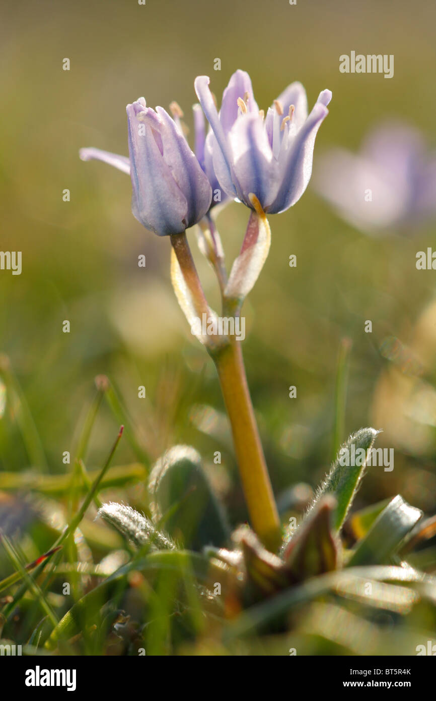 Spring Squill (Scilla verna) flowering on cliff-top grassland. The ...