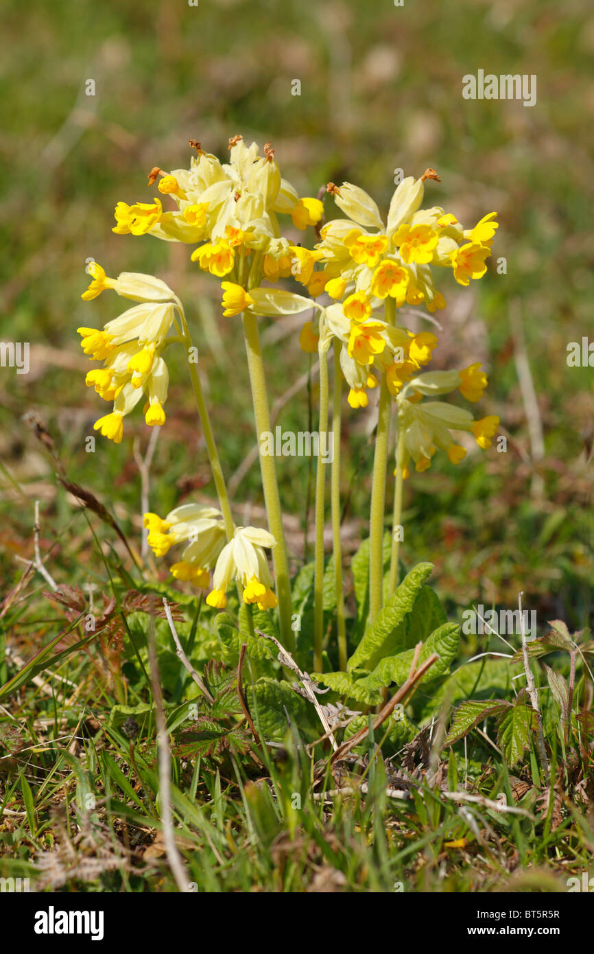 Cowslips (Primula veris) flowering in a meadow at Oxwich National ...