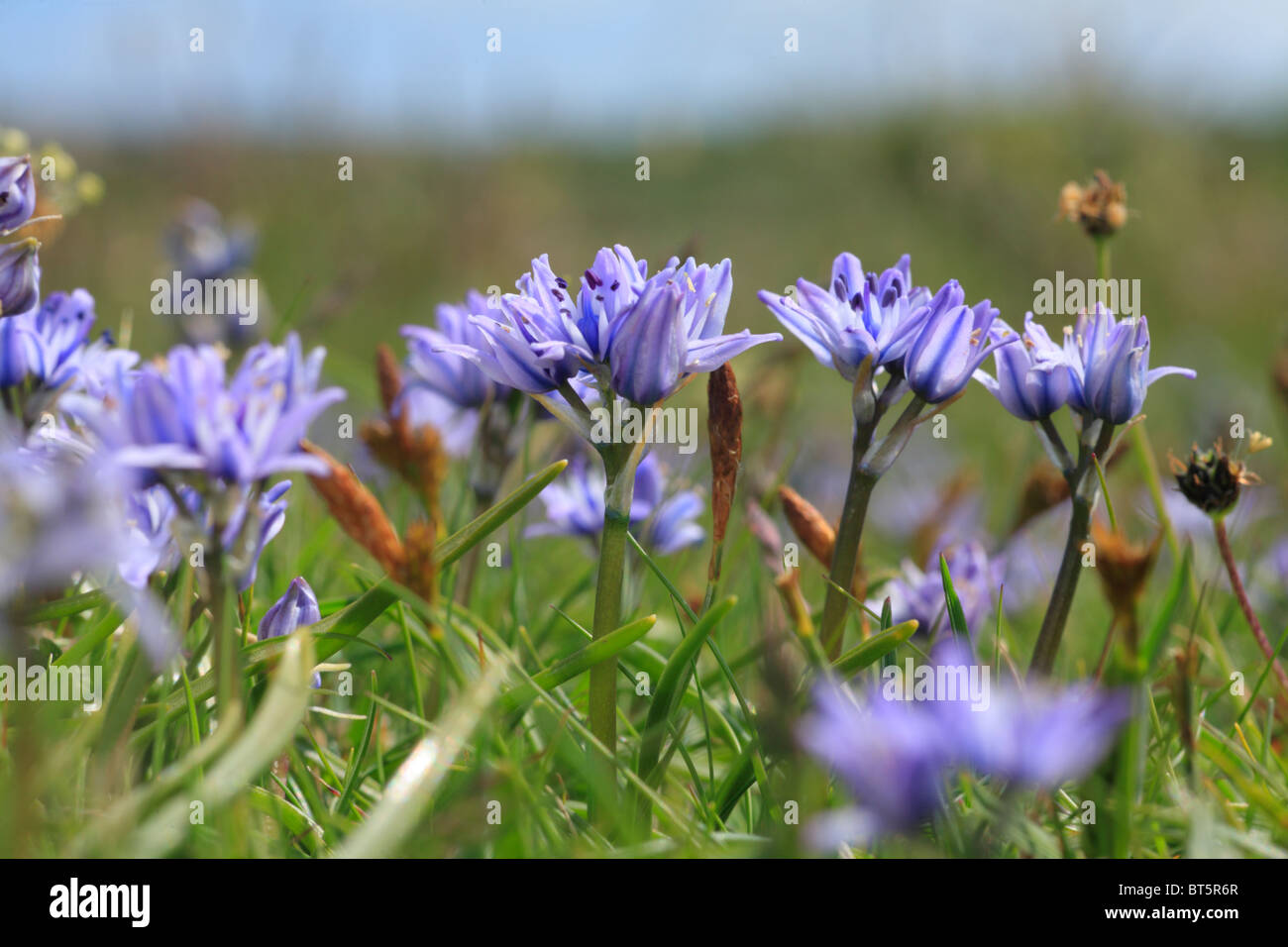 Spring Squill (Scilla verna) flowering on cliff-top grassland. The ...