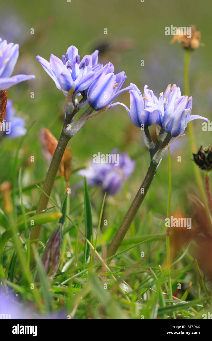 Spring Squill (Scilla verna) flowering on cliff-top grassland. The ...