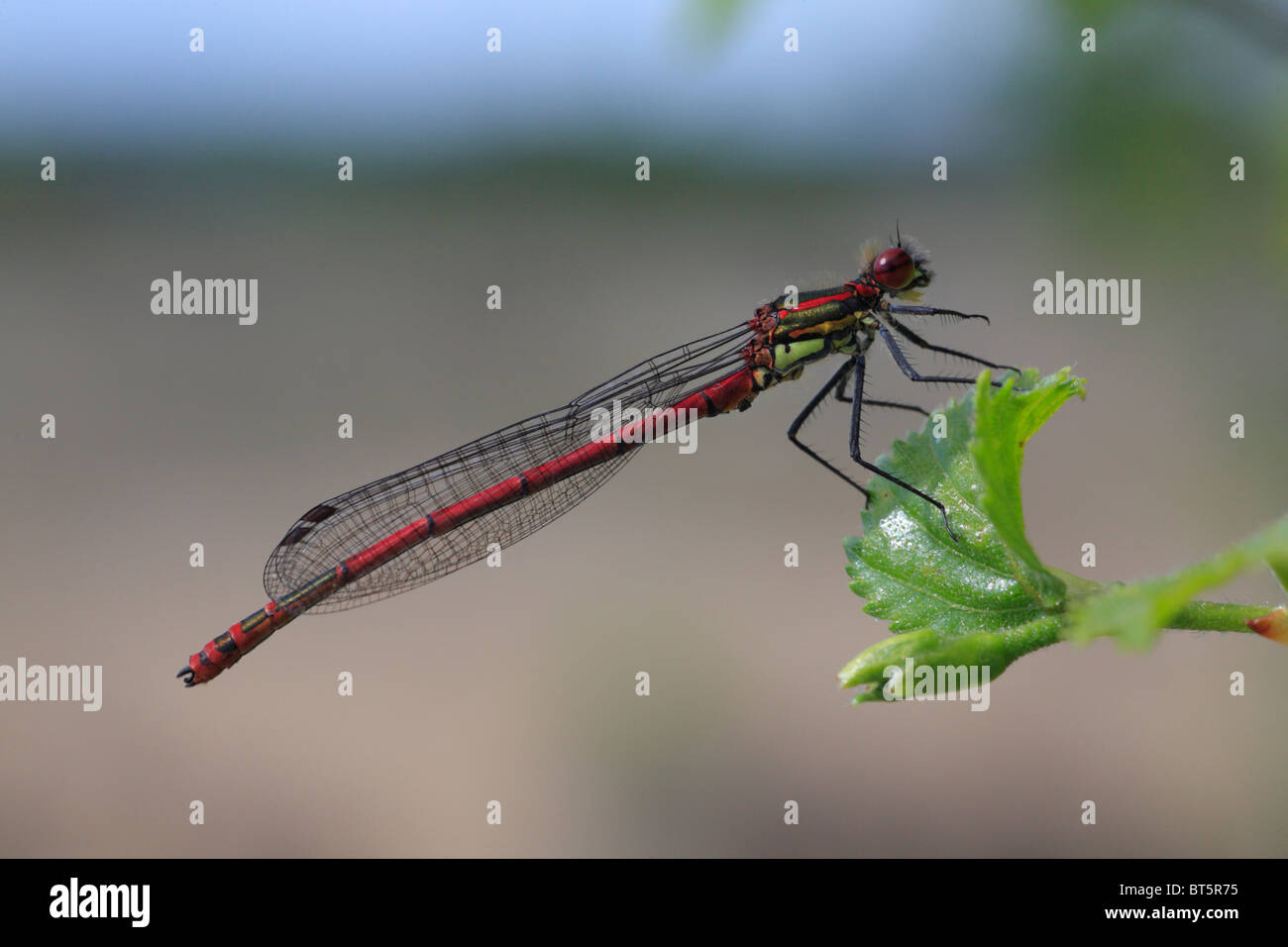 Large Red Damselfly (Pyrrhosoma nymphula). Cors Caron, Ceredigion ...