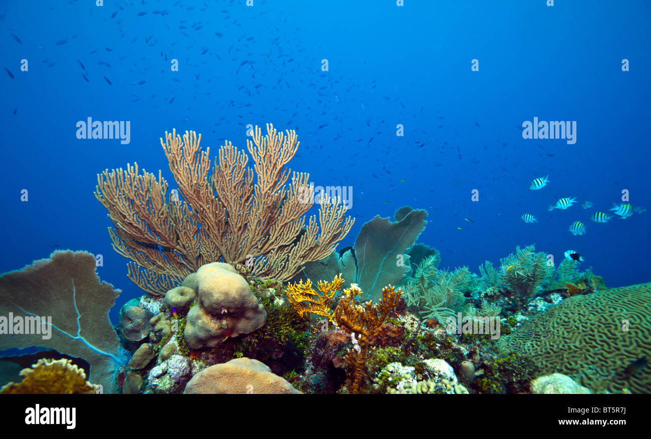 Underwater off the coast of Roatan Honduras with damsel and sergeant ...
