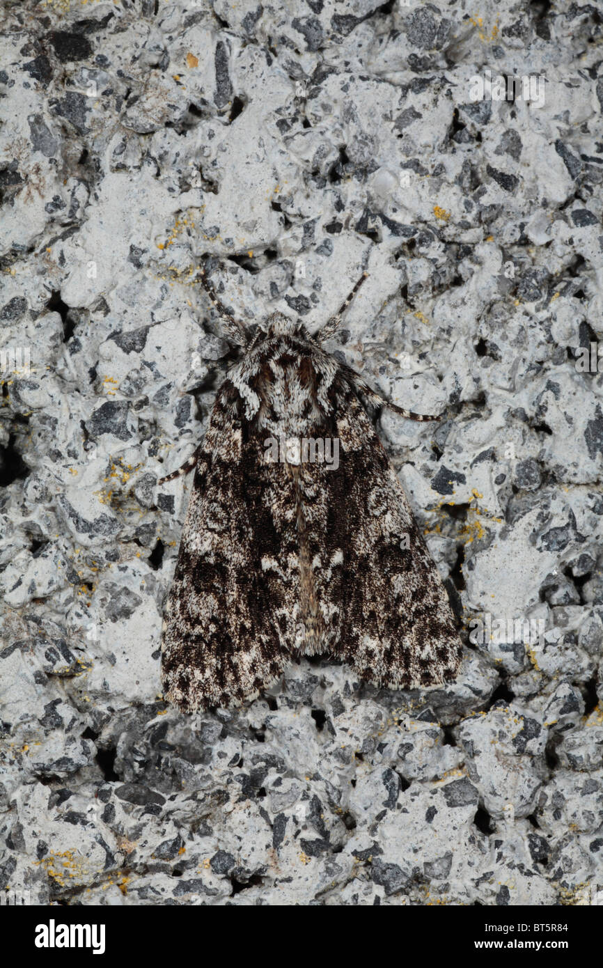 Knot Grass moth (Acronicta rumicis) resting on a concrete wall. Powys ...