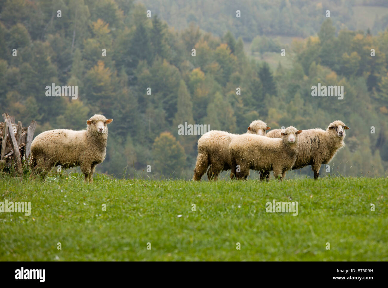 Small sheep flock on pasture in Magura village, Piatra Craiulu ...