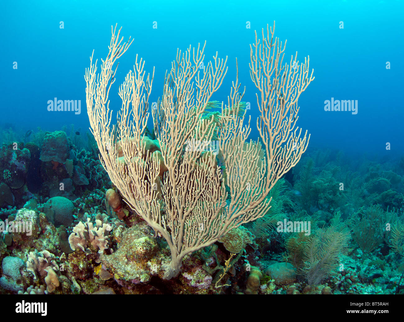 Underwater off the coast of Roatan Honduras with Gorgonian sea rod ...