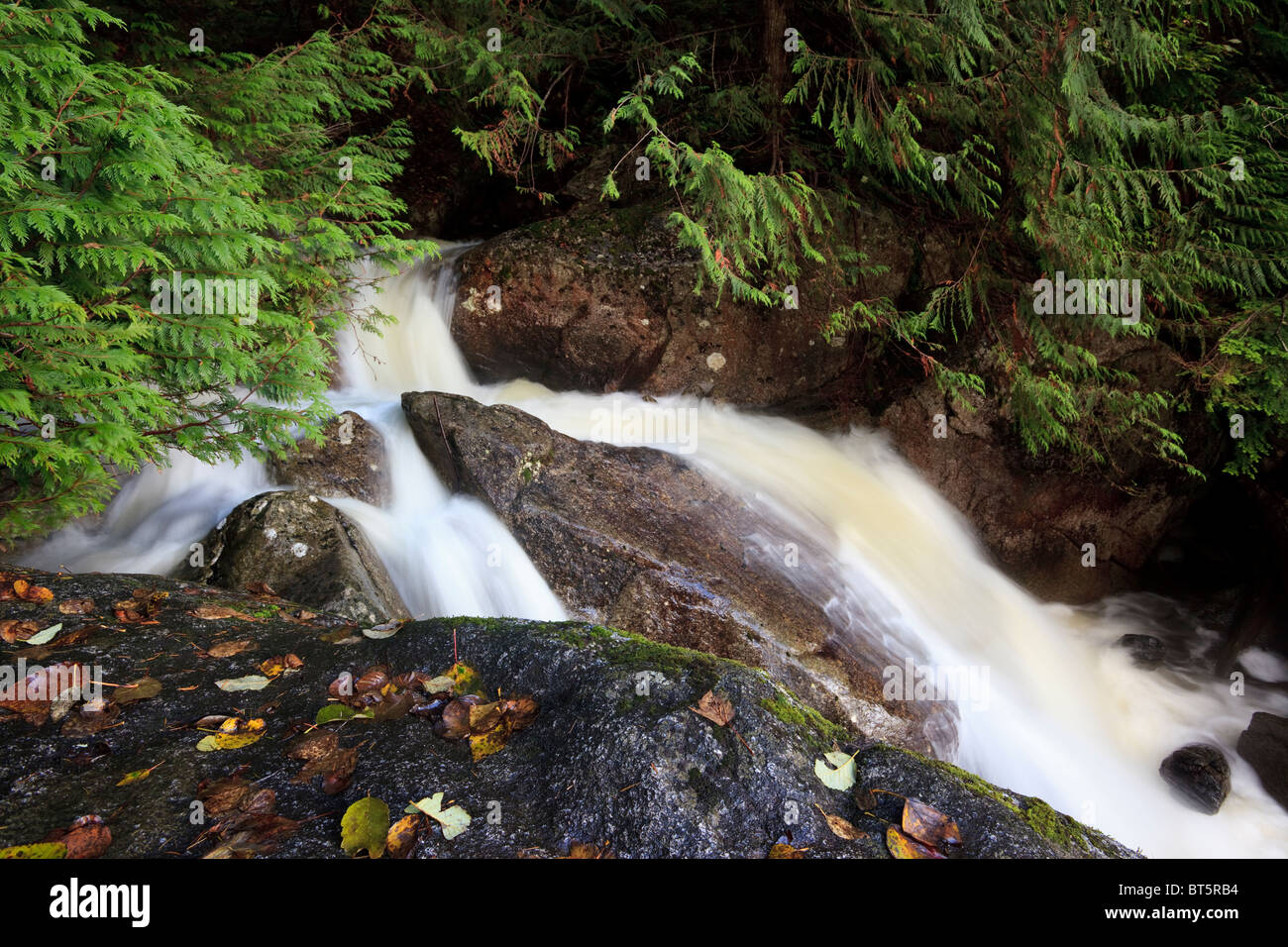 Forest stream in coastal mountains of British Columbia Stock Photo - Alamy