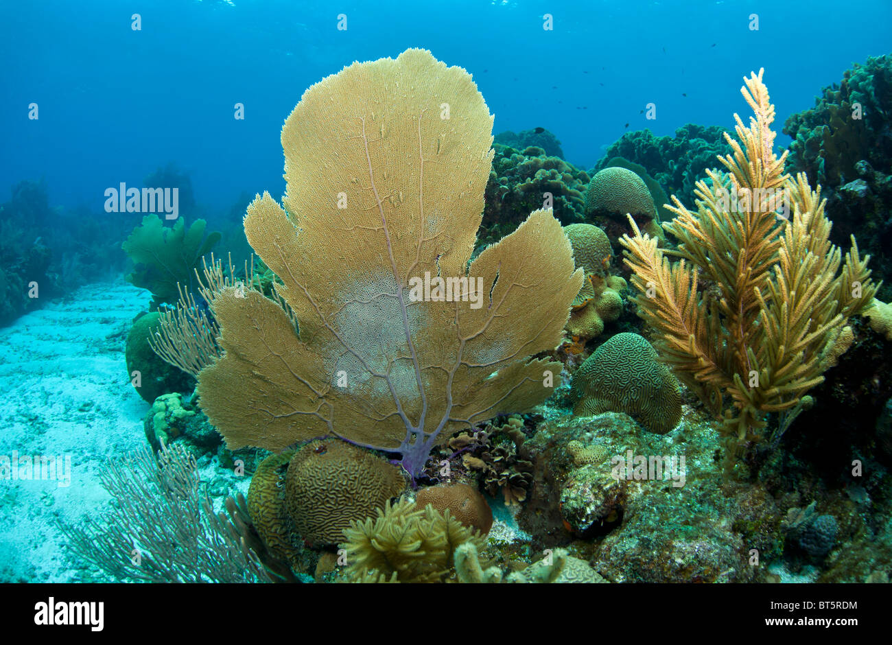 Underwater off the coast of Roatan Honduras Stock Photo - Alamy