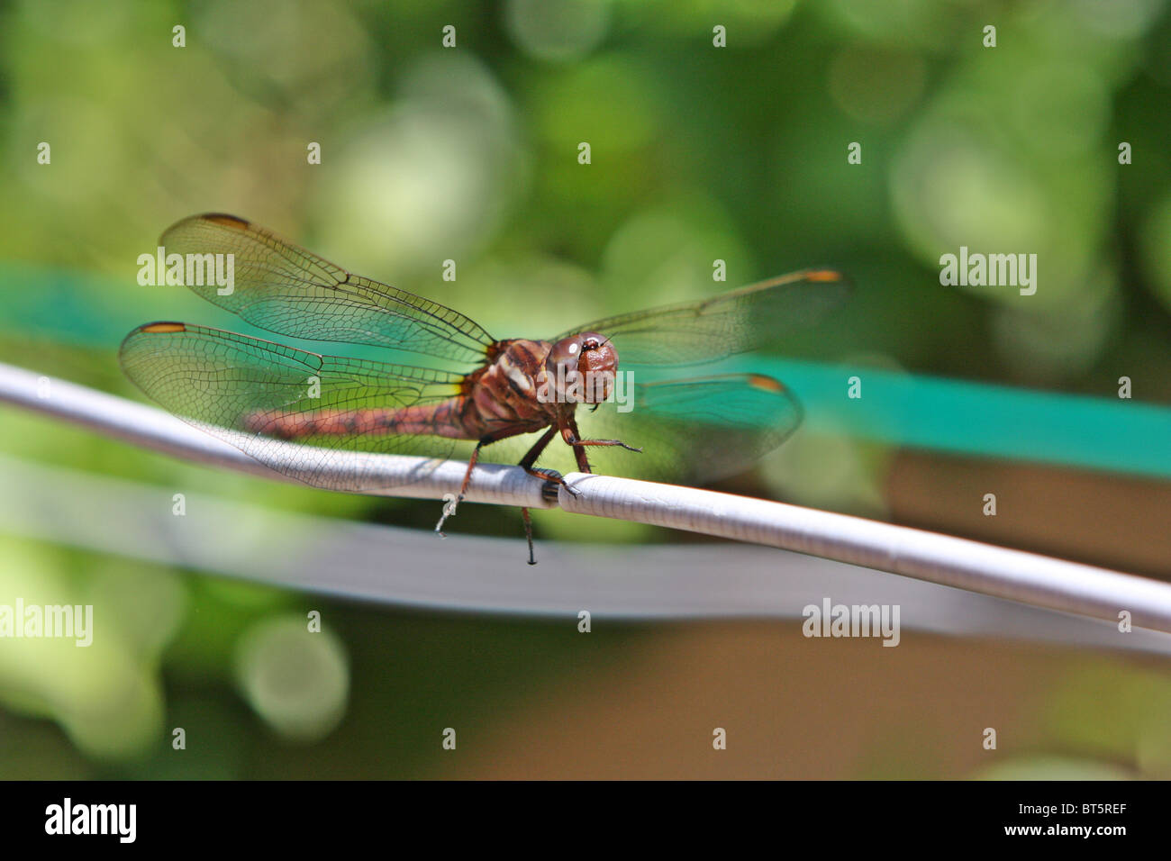 Insect of africa hi-res stock photography and images - Alamy