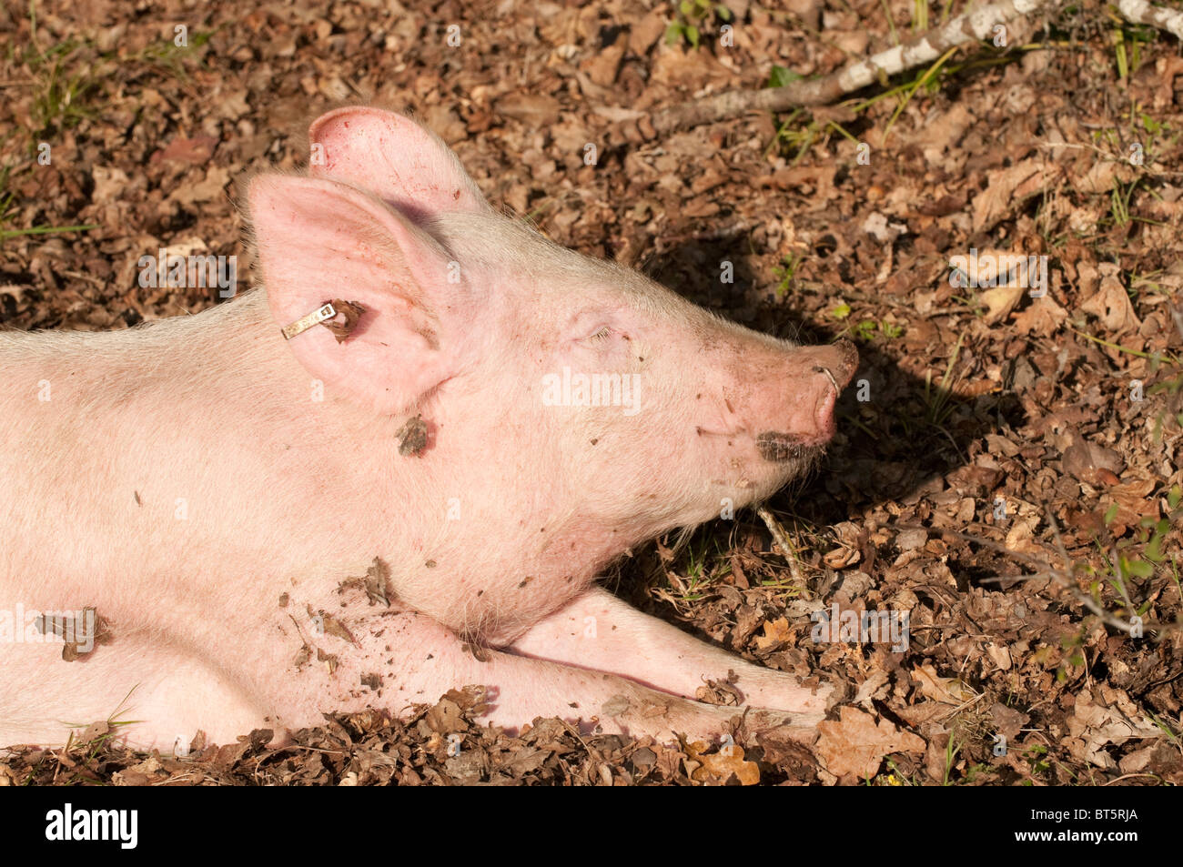 Pigs foraging for acorns under the ancient right of Pannage or Mast in ...