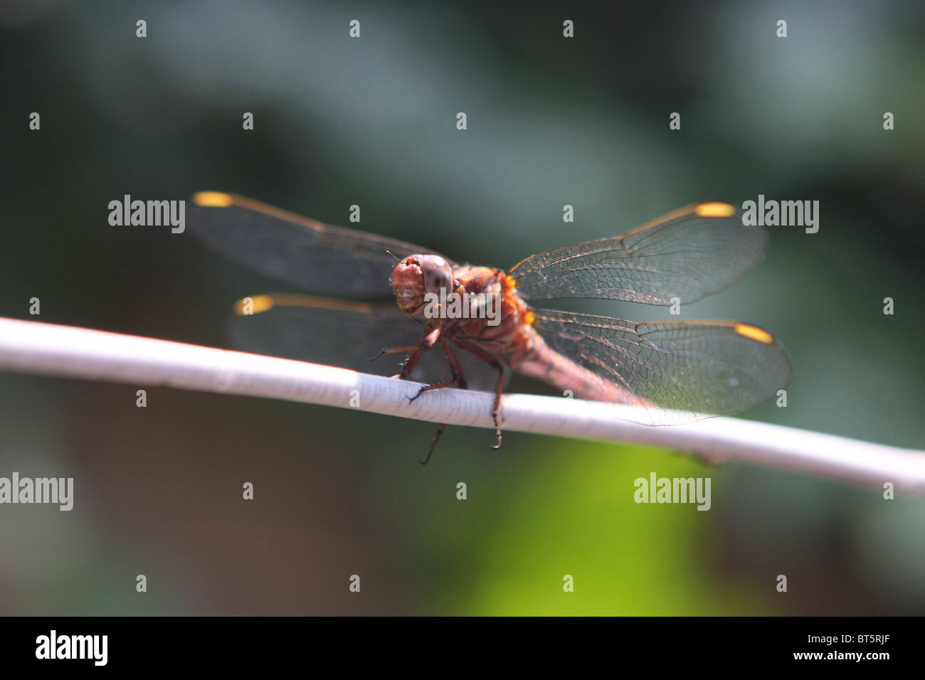 Dragon insect hi-res stock photography and images - Alamy