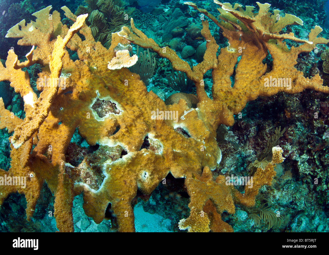 Underwater off the coast of Roatan Honduras with close up of Elkhorn ...